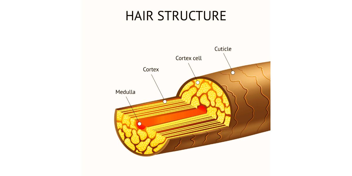 Ultimate Hair Care Guide For Natural Healthy Looks - Dalouk